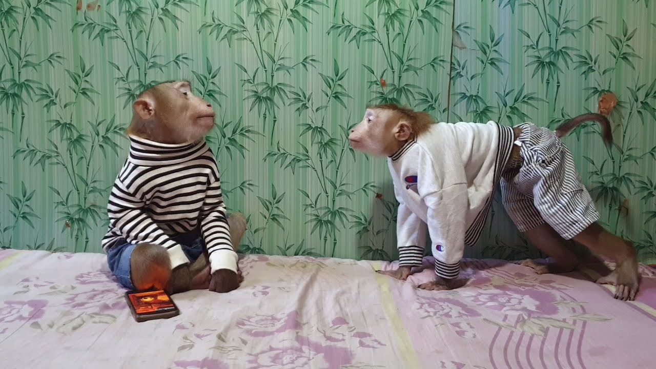 Very fun action monkey Yoko reaction to brother Koko - YouTube