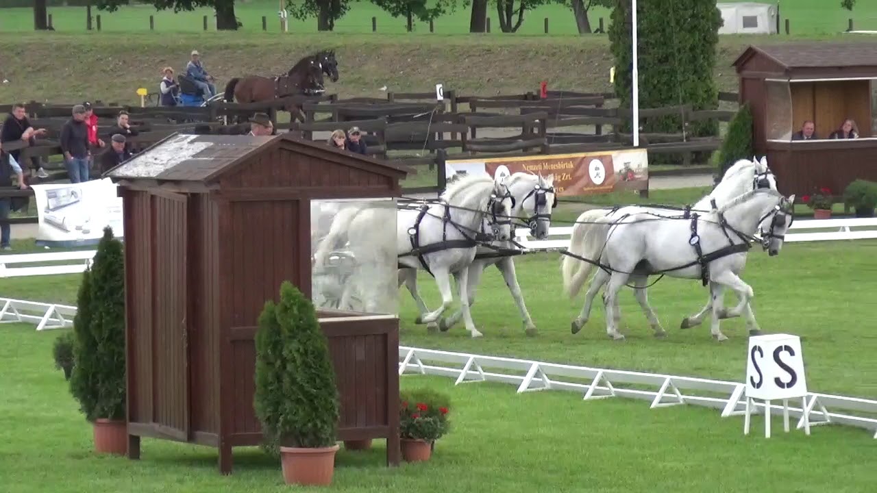 Zoltán BODÓ (Romania) - CAIO-A****, H4, Mezőhegyes (Hungary), díjhajtás ...