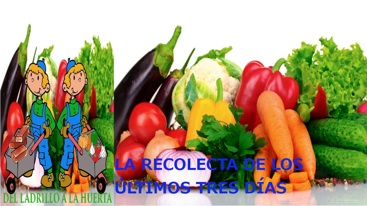 La recolecta de estos últimos tres día - YouTube