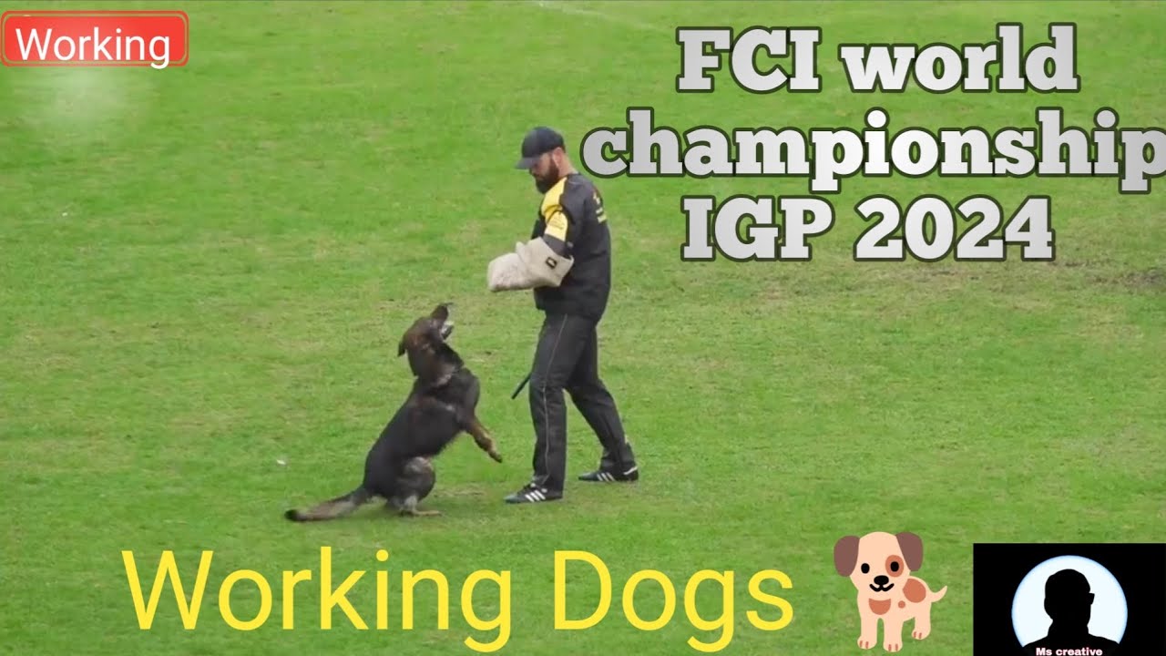 The last day of the FCI World Championship IGP 2024 on working-dog ...