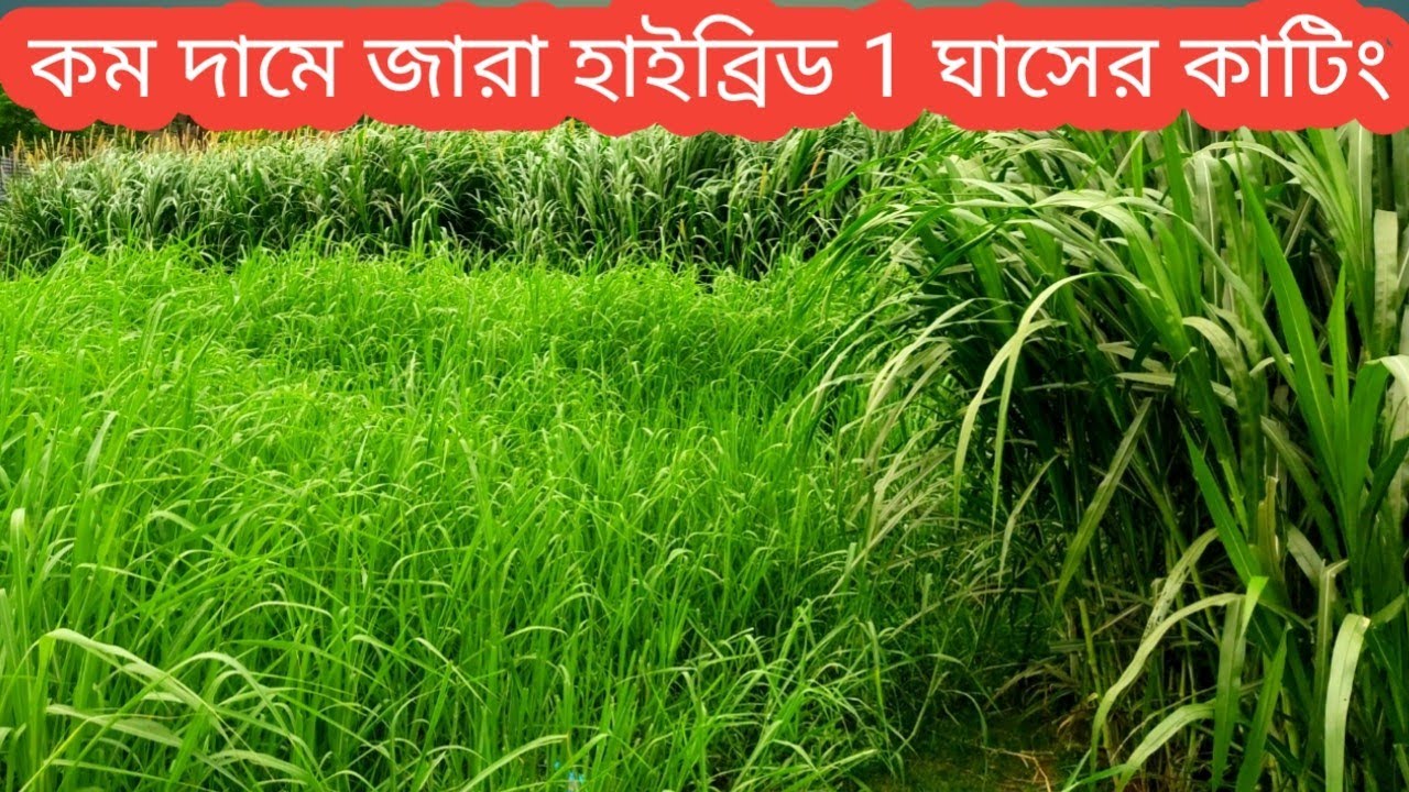 কম দামে কাটিং/জারা হাইব্রিড ও জার্মান ঘাস চাষ পদ্ধতি/jara & German ...