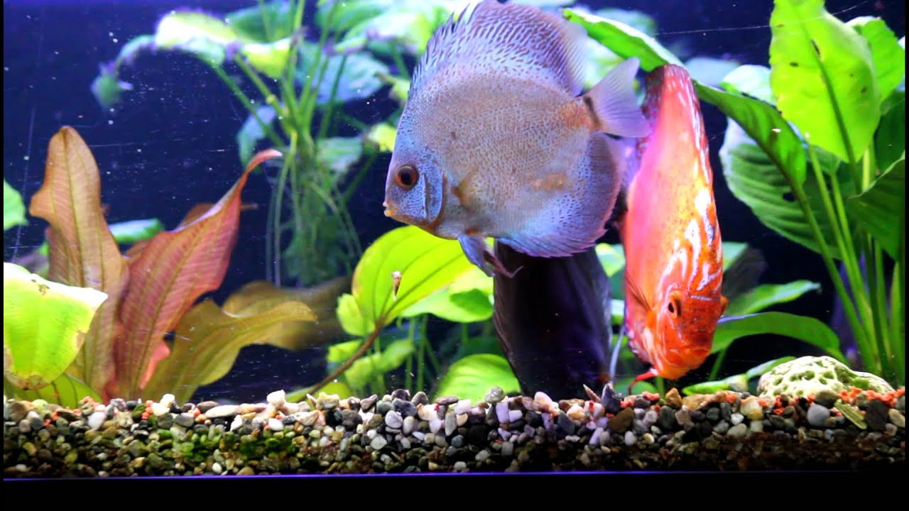 VERY BIG DISCUS SKOPJE - YouTube