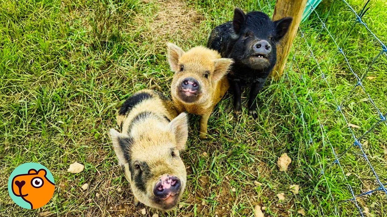 Pig Was Obsessed With Her Dad, Now She Leads Her Piggy Trio | Cuddle ...