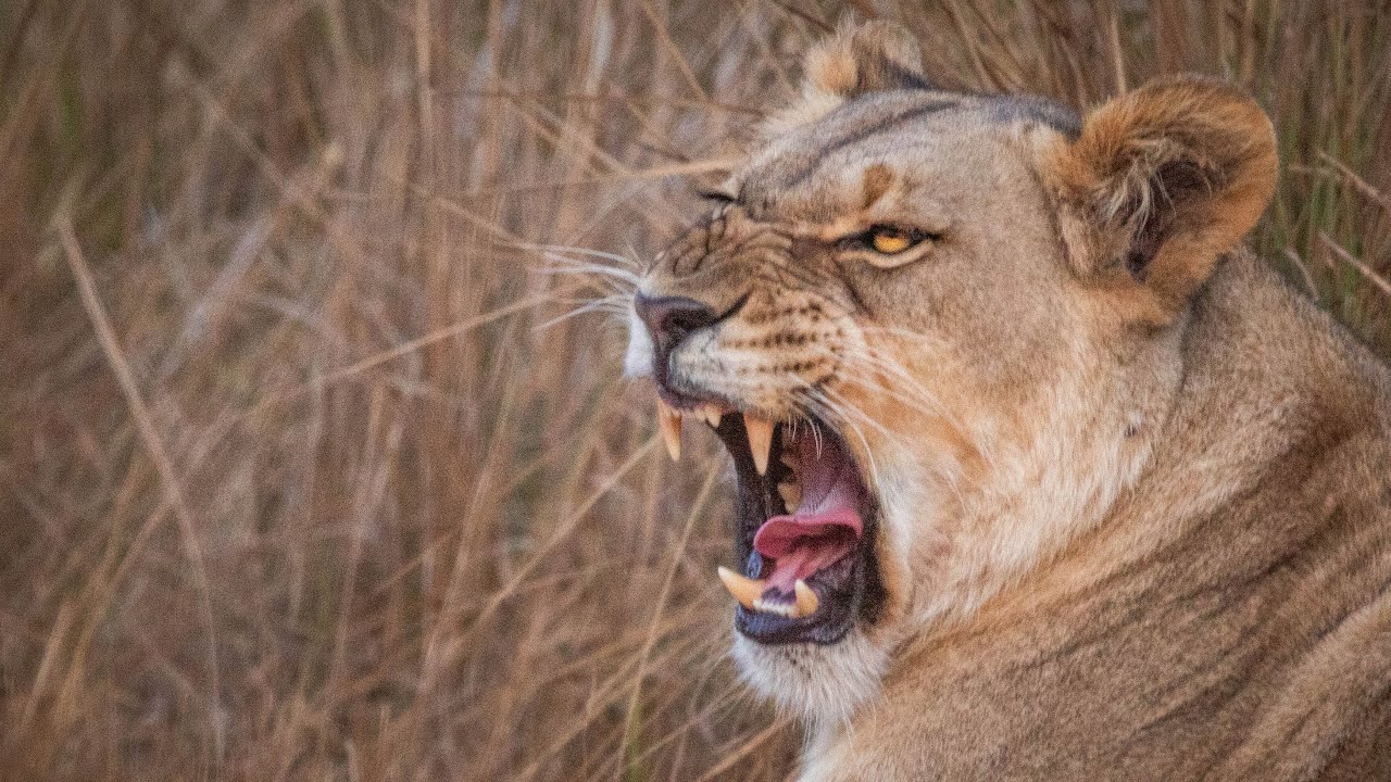 LION HUNTING A ZEBRA 🇿🇦| FAILED LION ATTACK | SOUTH AFRICA ...