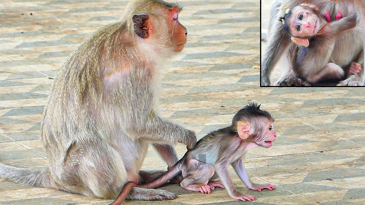 Update: Baby SAM After Falling Down|| Adorable movement while tiny baby ...