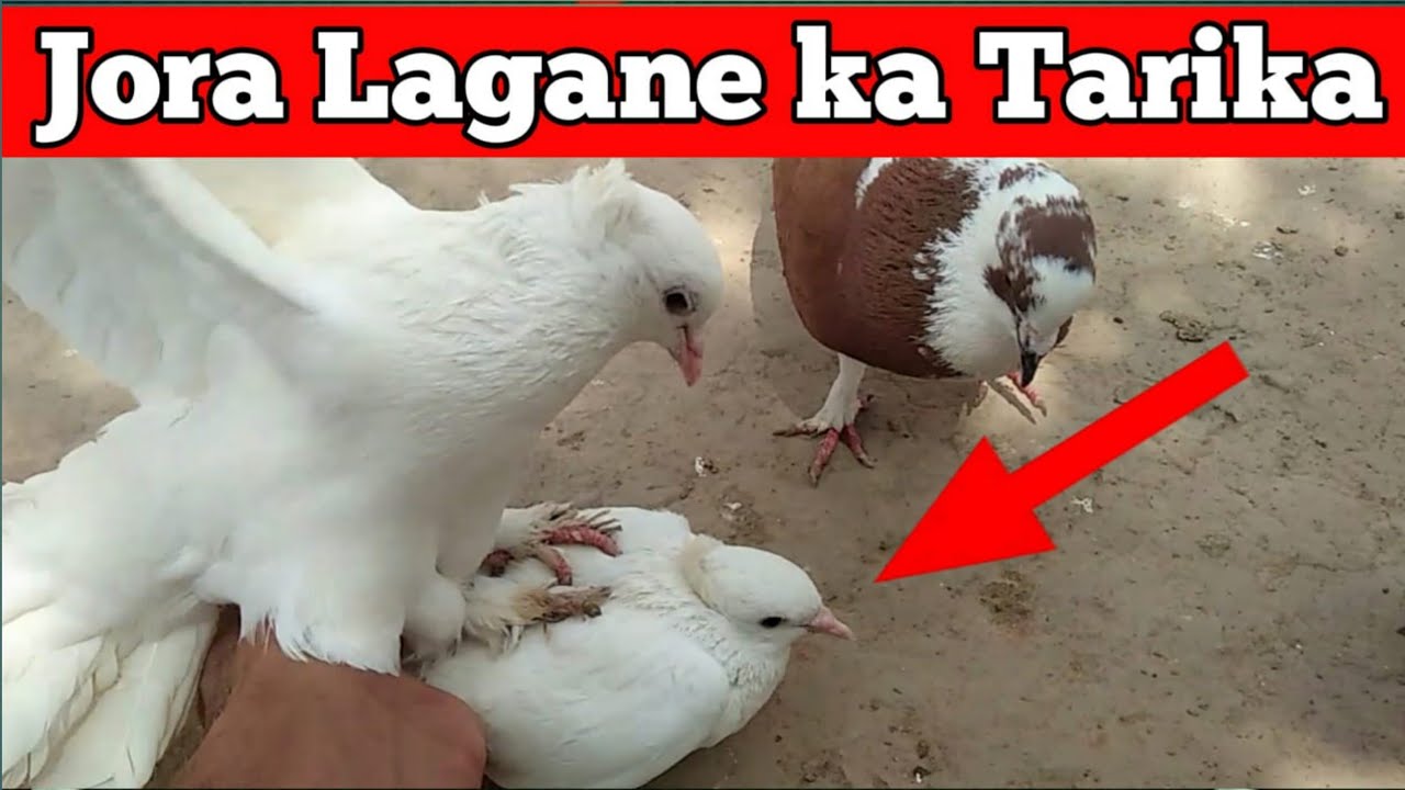 Fancy Kabootar Ka Jora Lagane ka Tarika - YouTube