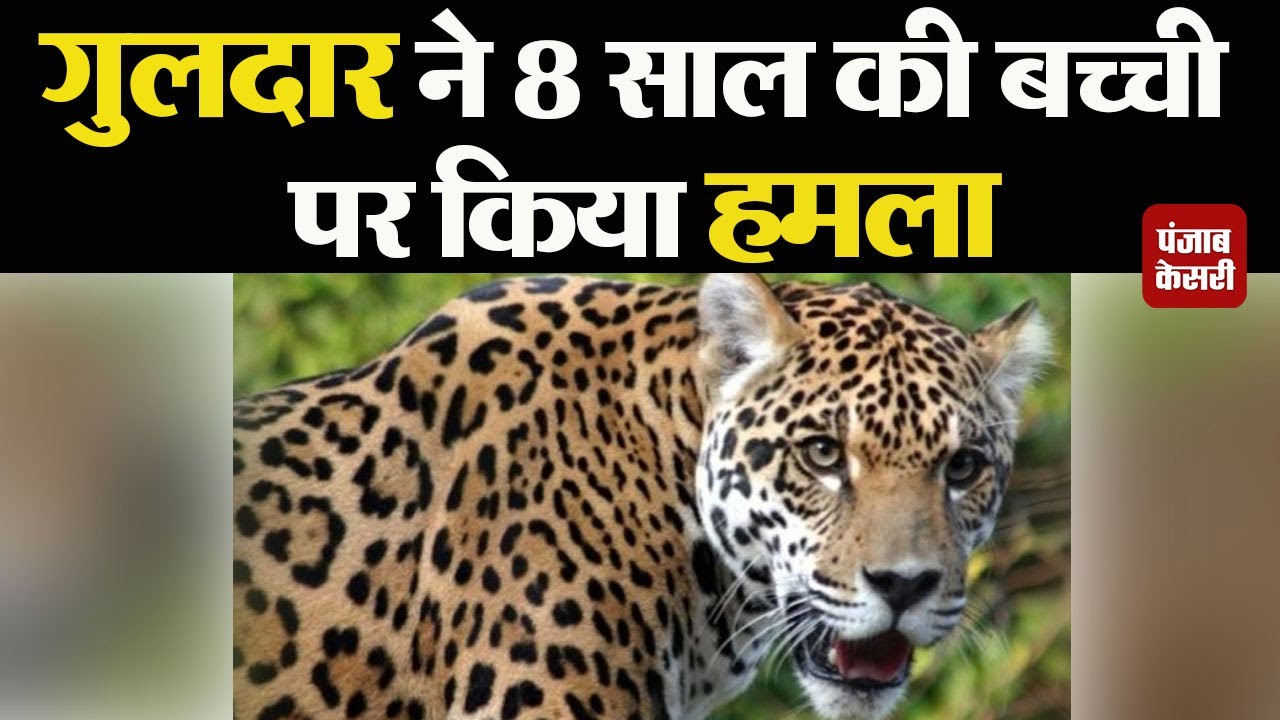 Guldar का आतंक, 8 साल की बच्ची पर किया हमला - YouTube