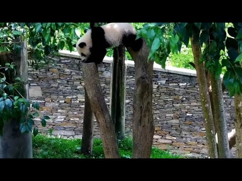 2025-06-12 Xiu Chen does his acrobatic practice, explore.org - YouTube