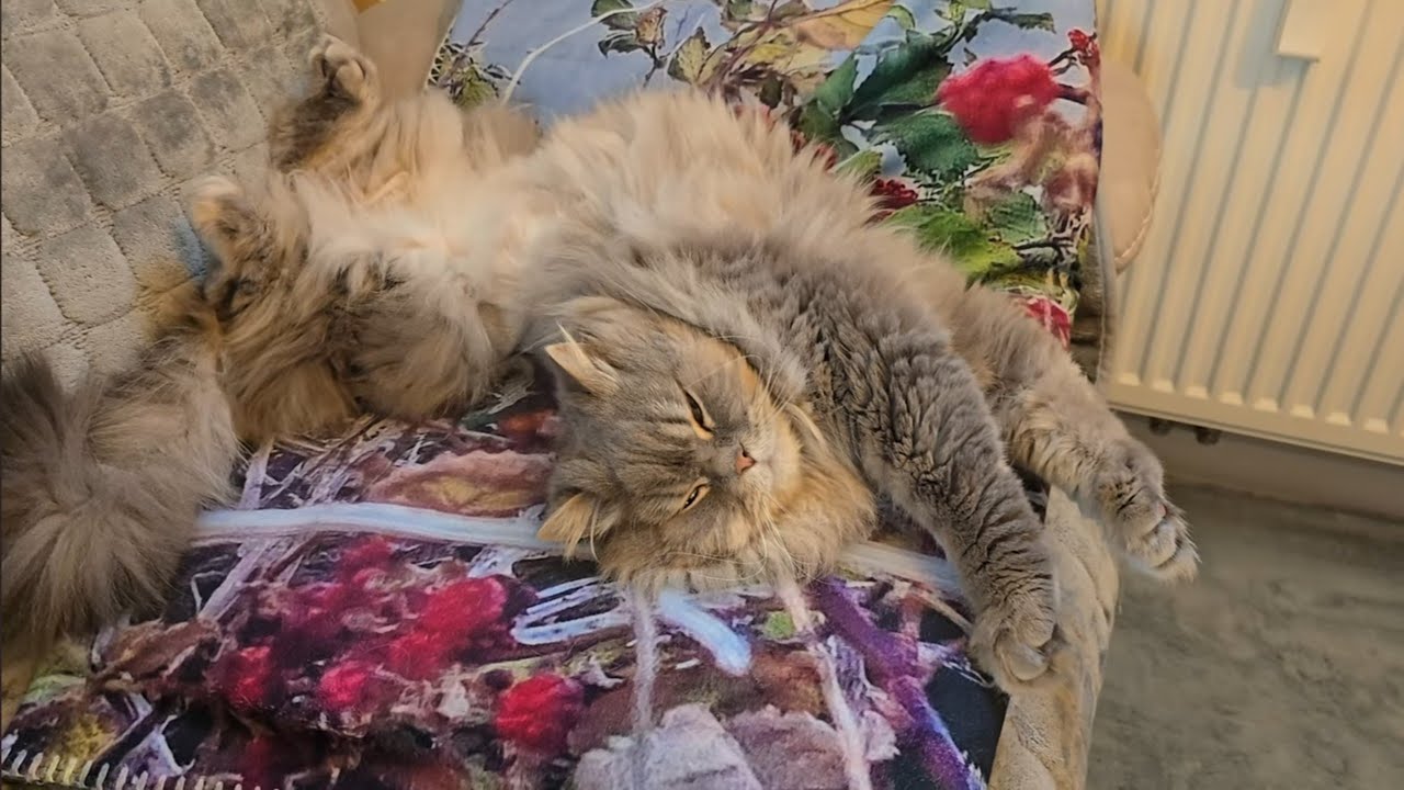 #cat#kitten Kater geht es gut lucky cat #gemoy#catlover#cute - YouTube