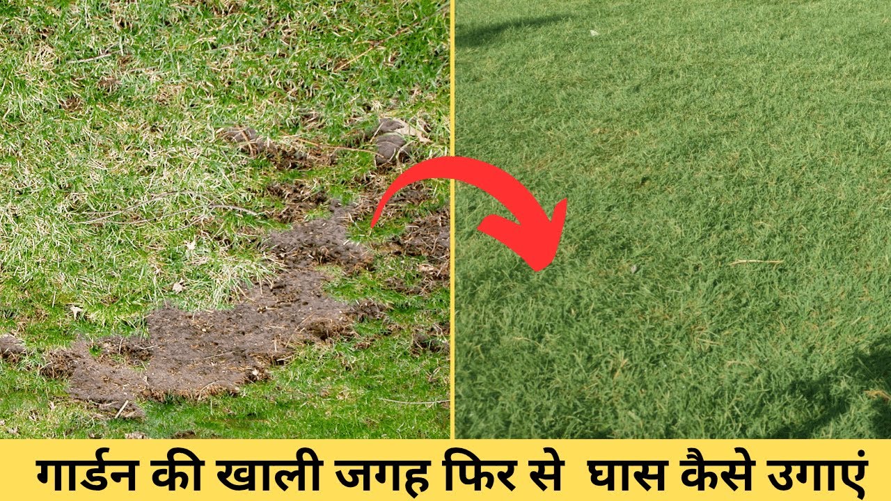 How to repair Damaged Lawn | Garden repair | घास नहीं उग रही तो क्या ...