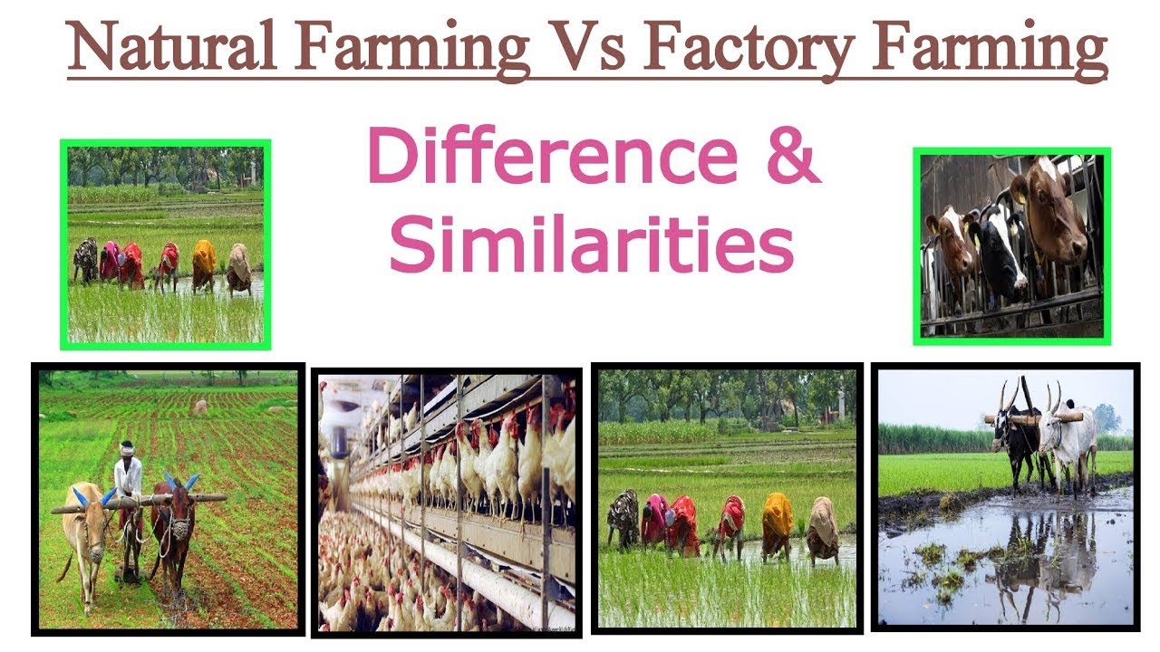 Natural Farming Vs Factory Farming Difference Between Natural Farming ...