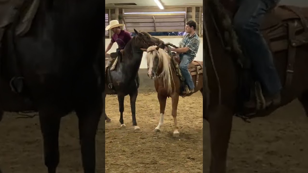 Born and bred to buck horse from the cowtown rodeo string in woodstown ...
