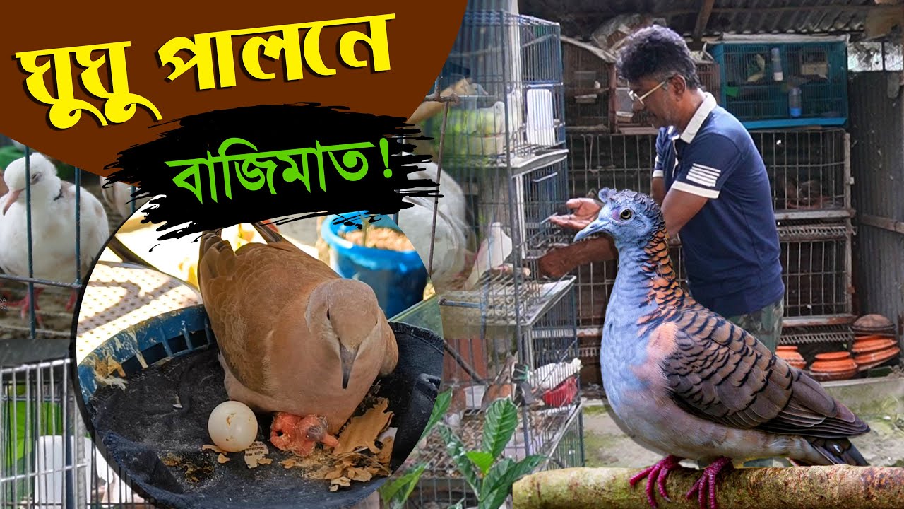ঘুঘু পাখি পালনে বাজিমাত - ঘুঘু পাখি খামার || ঘুঘু পাখি পালন পদ্ধতি ...