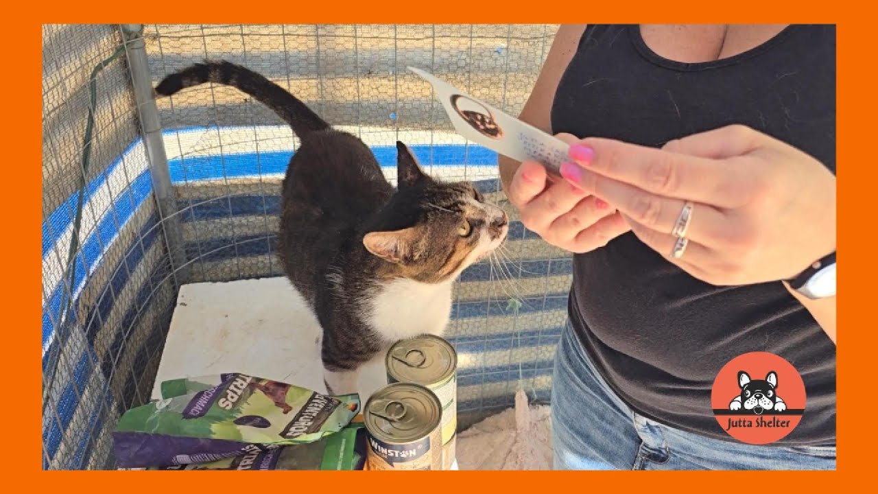 Sweet Senior Stray Jackson Opens an Amazing Food Parcel - YouTube