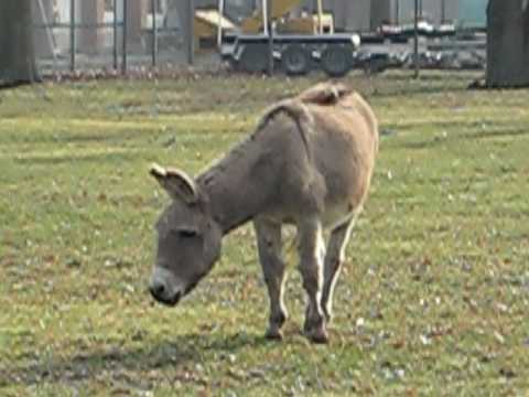 Donkey Scream - YouTube