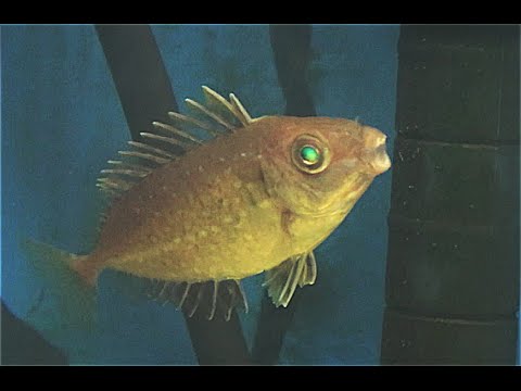 アイゴ Mottled spinefoot Siganus fuscescens - YouTube