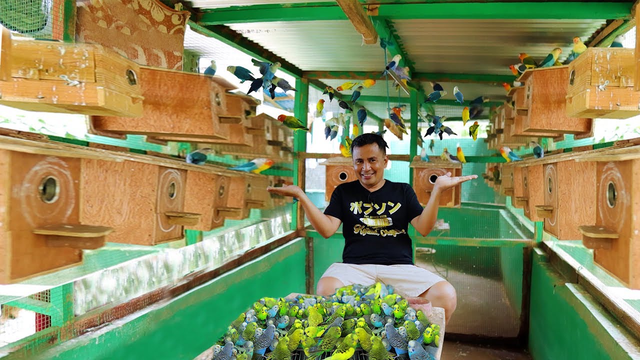 'This Farm Will Blow your Mind' - Raising Hundreds of Exotic birds ...