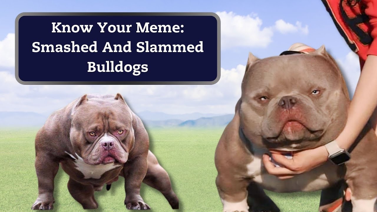Why Inbred "Smashed And Slammed" Bulldogs Are Meme-worthy And ...