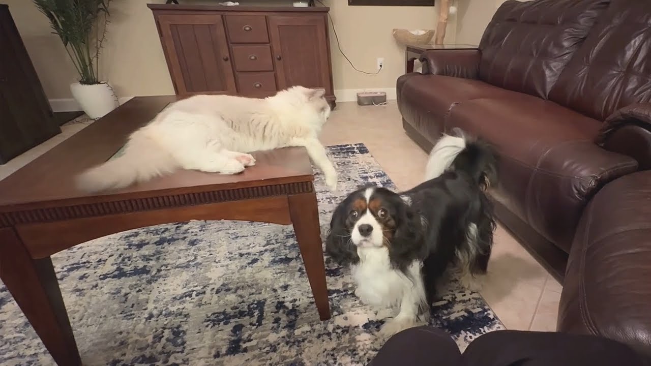 Ragdoll cat playfully taunts his dog brothers - YouTube