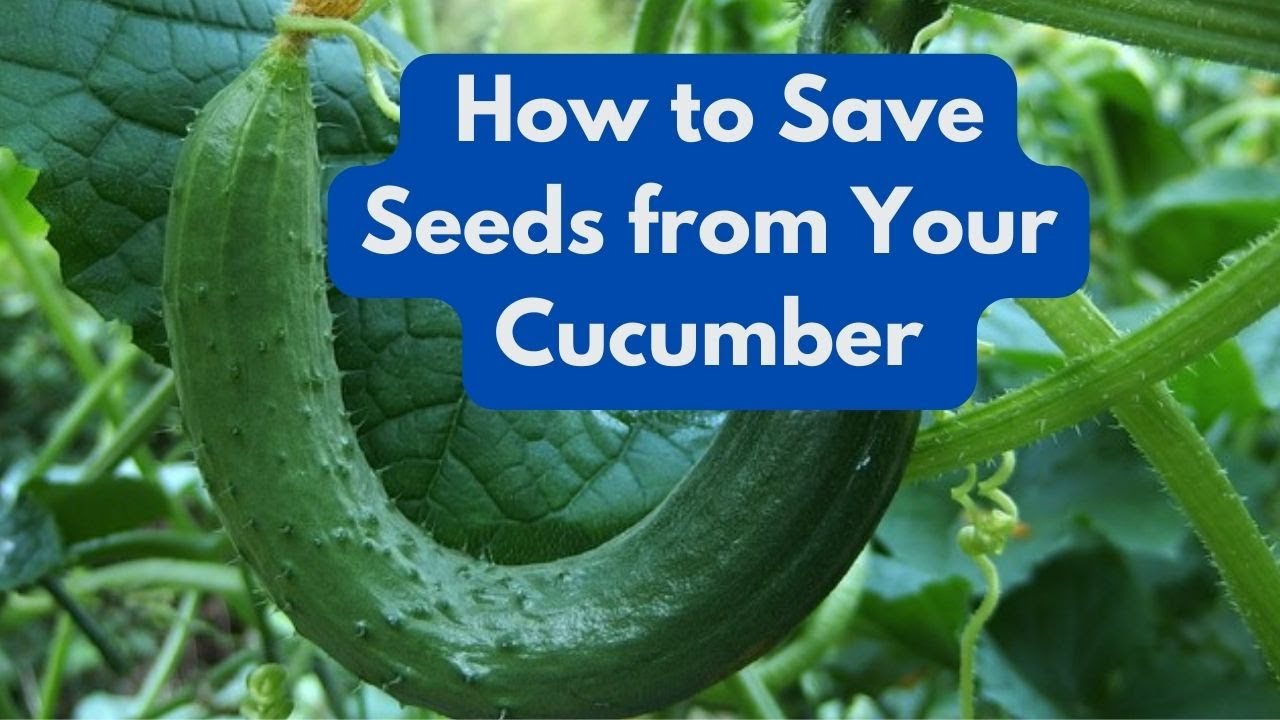 How To Save Seeds from Your Cucumber - YouTube