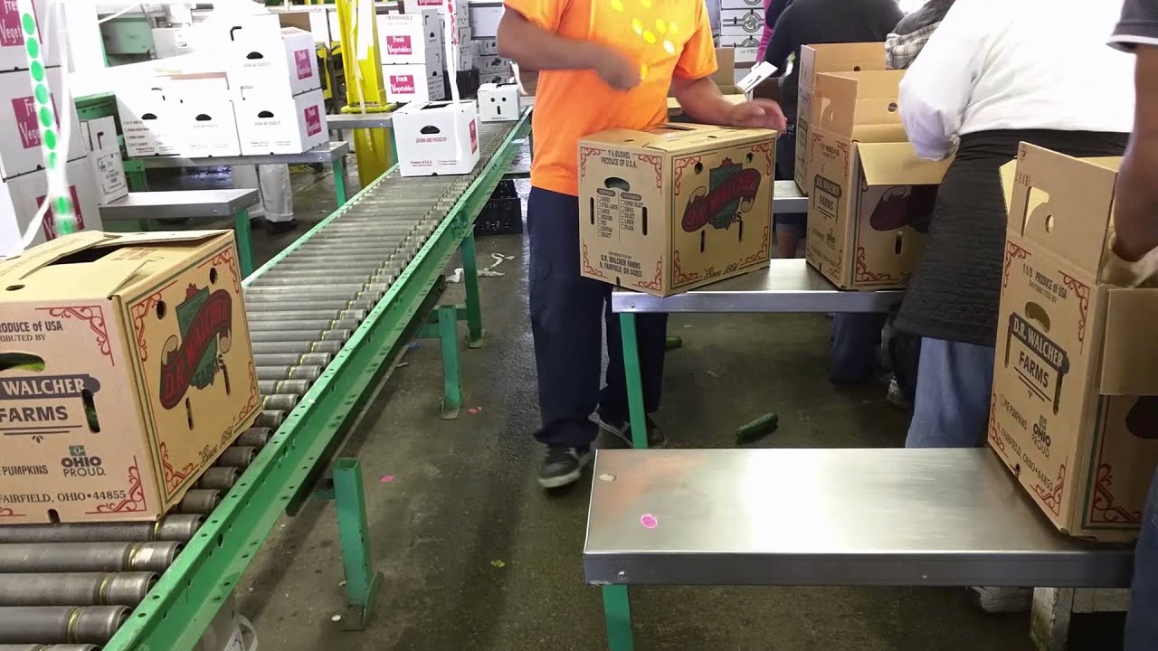 2015 Cucumber Packing - YouTube