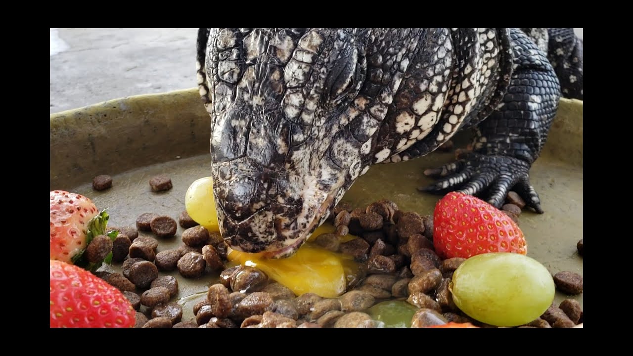 Lost Lizard!!! Help! - YouTube