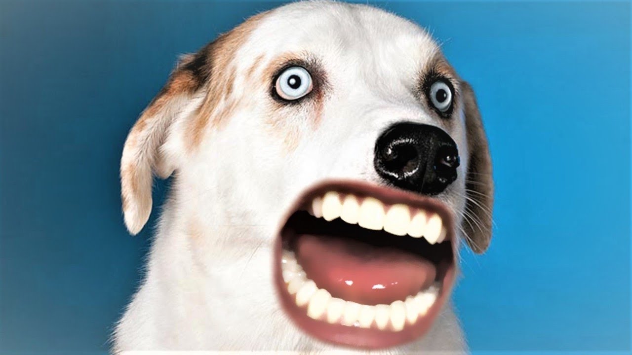 YOU'LL FALL OFF YOUR CHAIR LAUGHING! THE FUNNIEST JOKES🔥 - YouTube