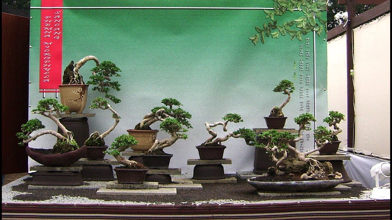 Pameran Bonsai / Exhibition Non Kontes dg Free Display // Contoh - YouTube