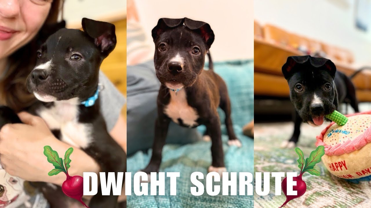 He Has the CUTEST Floppy Ears! Adopt Dwight! - YouTube