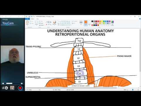 UNDERSTANDING HUMAN ANATOMY-ABDOMEN RETROPERITONEAL ORGANS PART 1 - YouTube