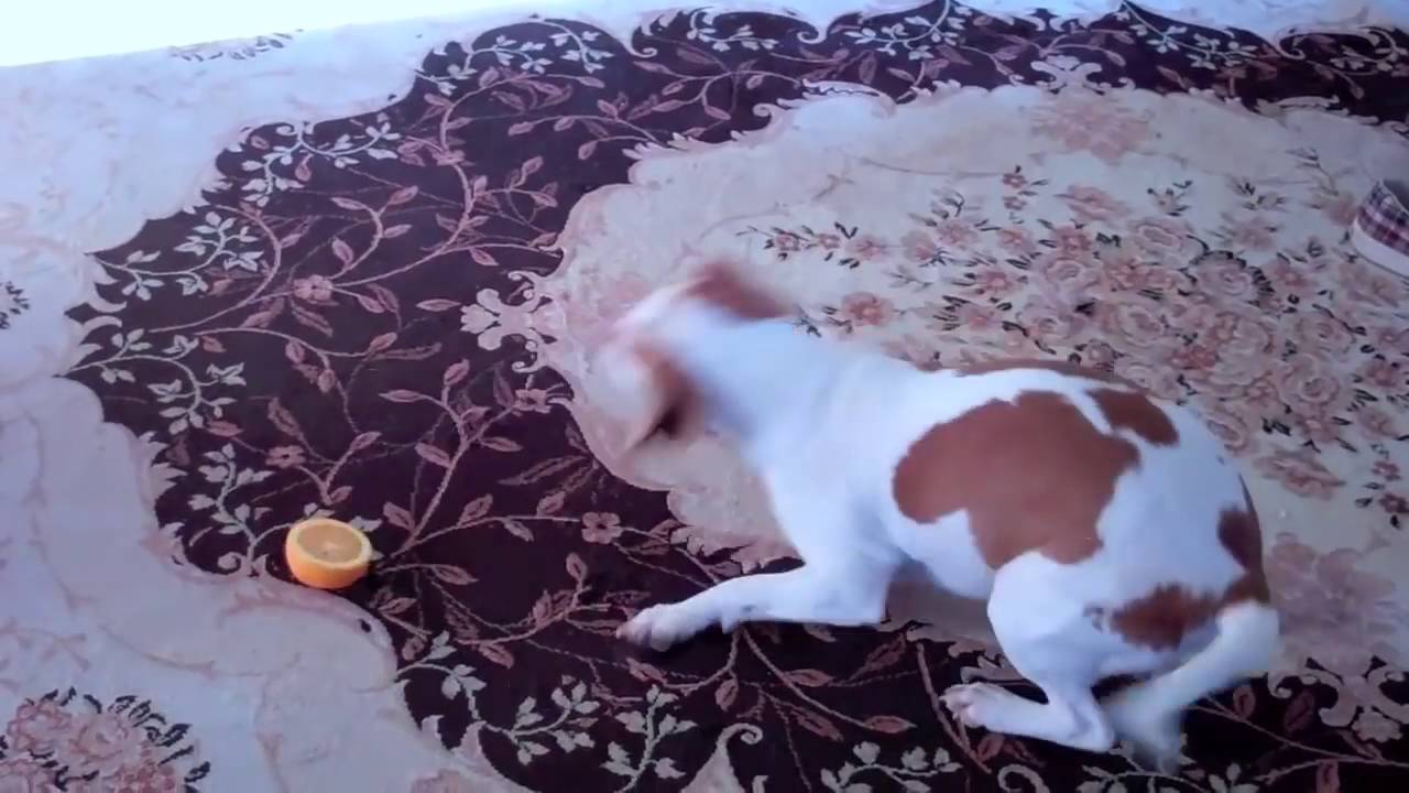 Funny Dog Maymo vs Citrus Compilation - YouTube