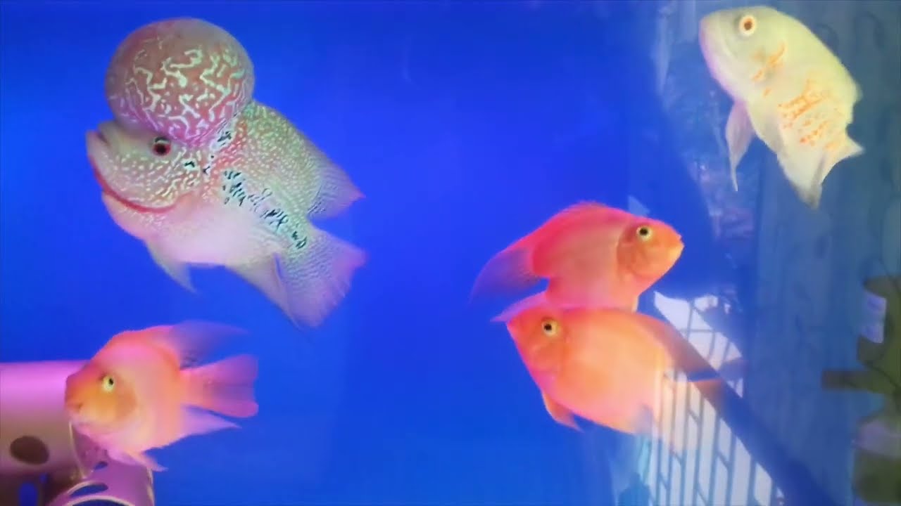 Community fish with Flowerhorn Goldenbase Clip #5 Update - YouTube