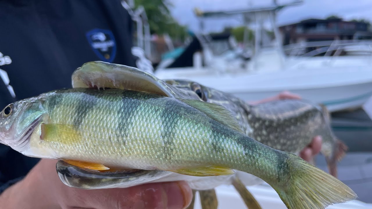 Long Point Inner Bay Pike Fishing (Long Point Provincial Park) - YouTube