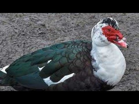 @Israeli duck - YouTube