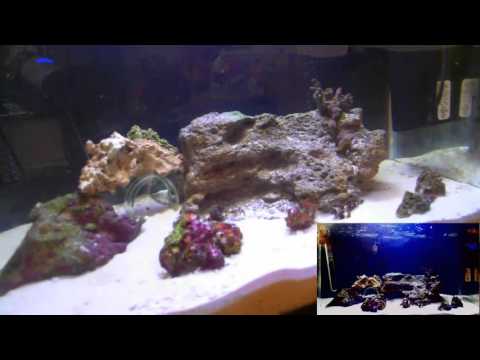 Nemo and Dory! 10 gallon nano coral reef livestream