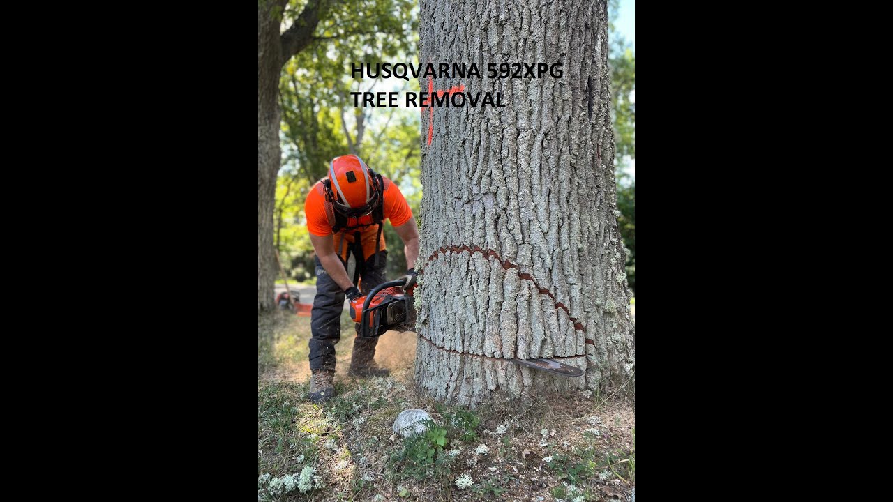 Big tree removal Husqvarna 592XPG - YouTube