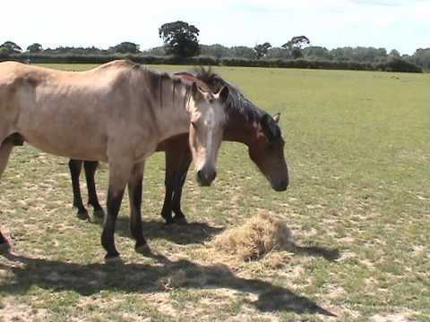 Growing Hay for Horses - YouTube