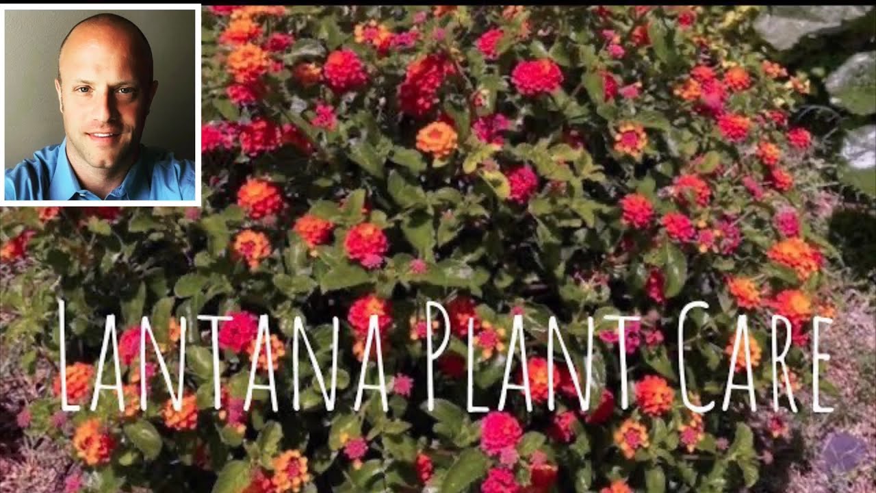 Lantana Plant Care Tutorial - YouTube