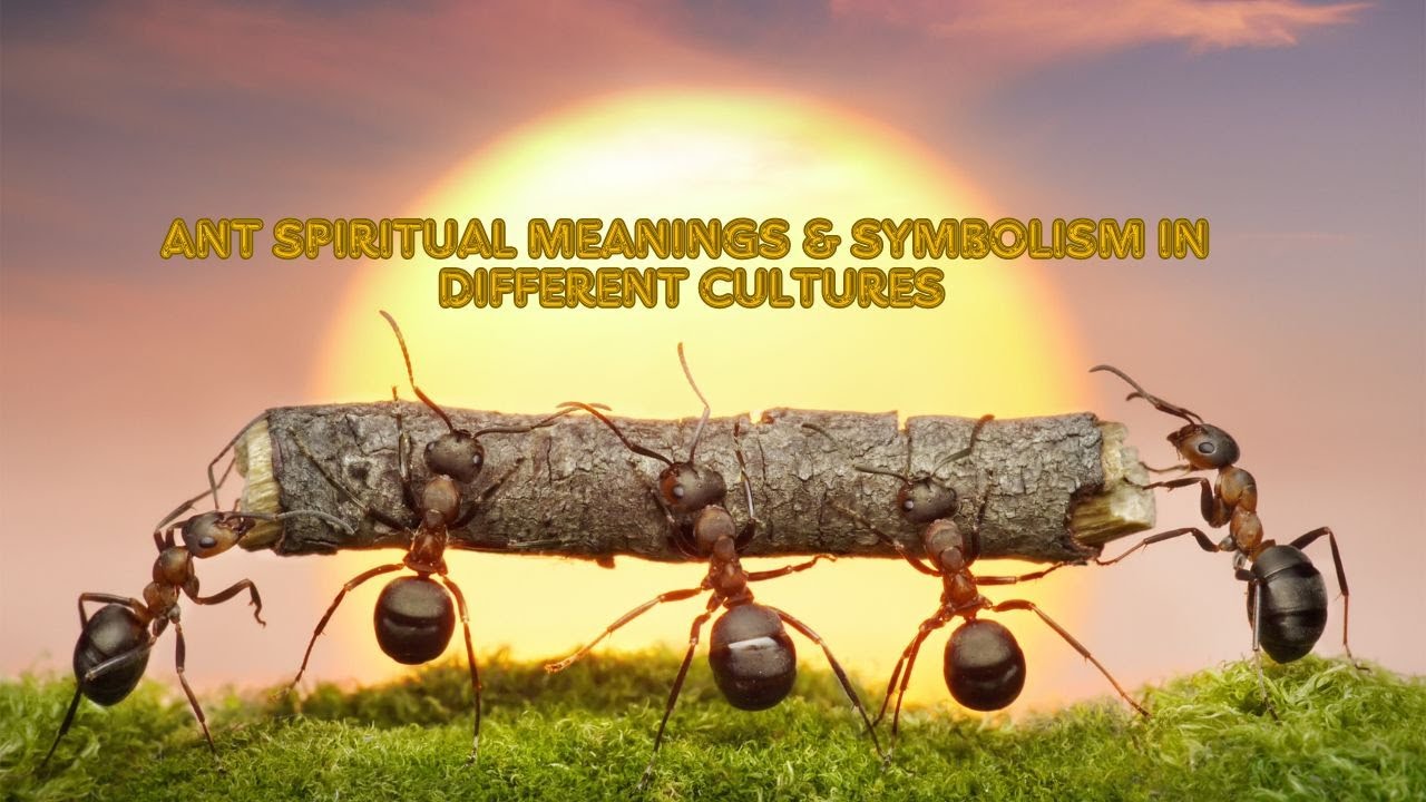 Spiritual Meaning Ants: & Symbolism - YouTube