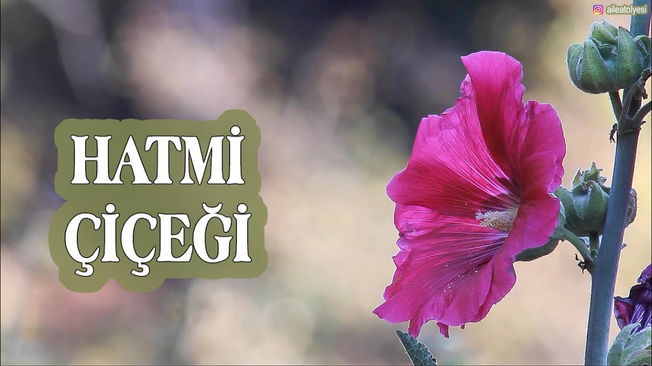 Hatmi Çiçeği Hakkında Bilgi; Hatmi Çiçeğinin Özellikleri ...