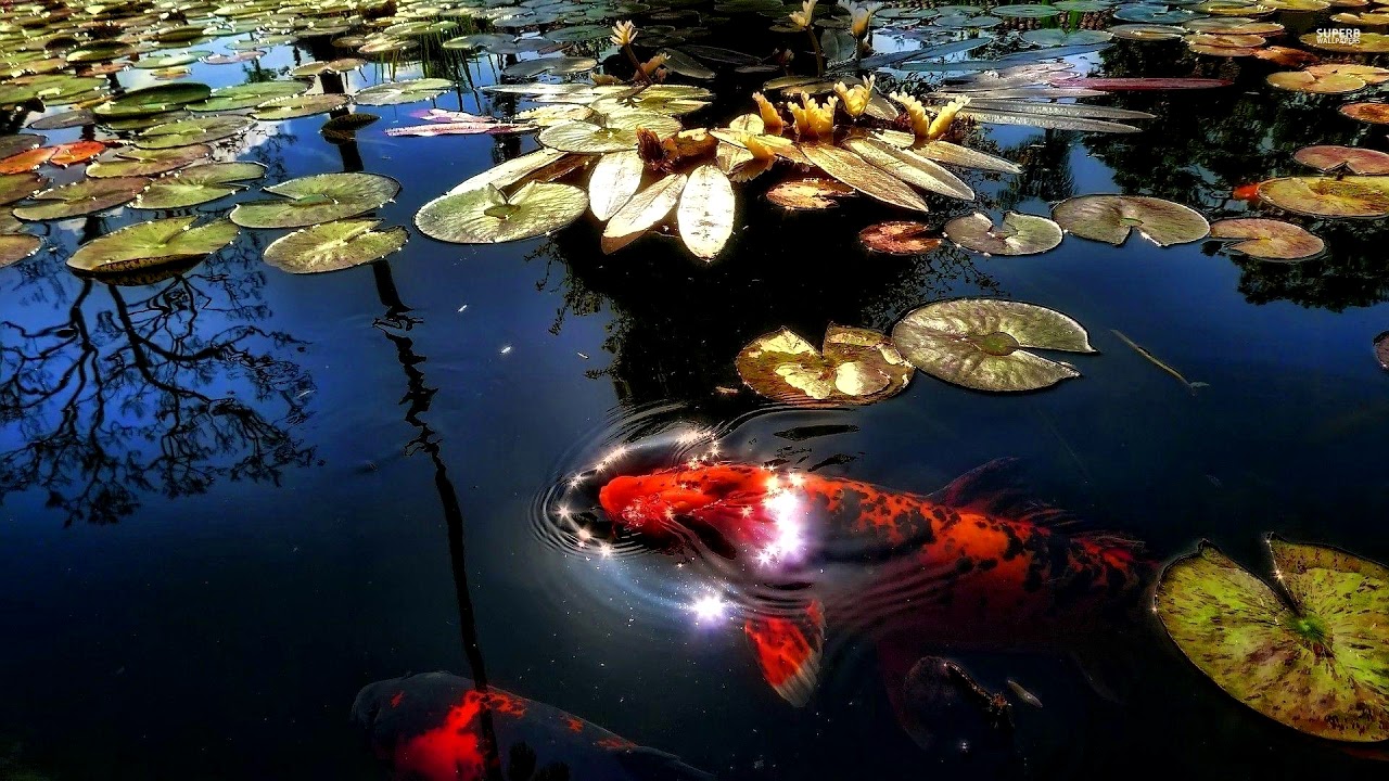 Soft Piano Music | Koi Pond | Relaxing Stress Relief Music - YouTube