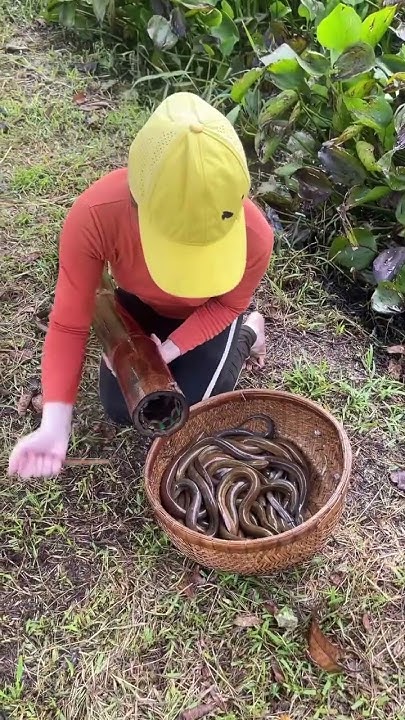 Amazing Eel Trap Technique For Big Eel Fish - YouTube