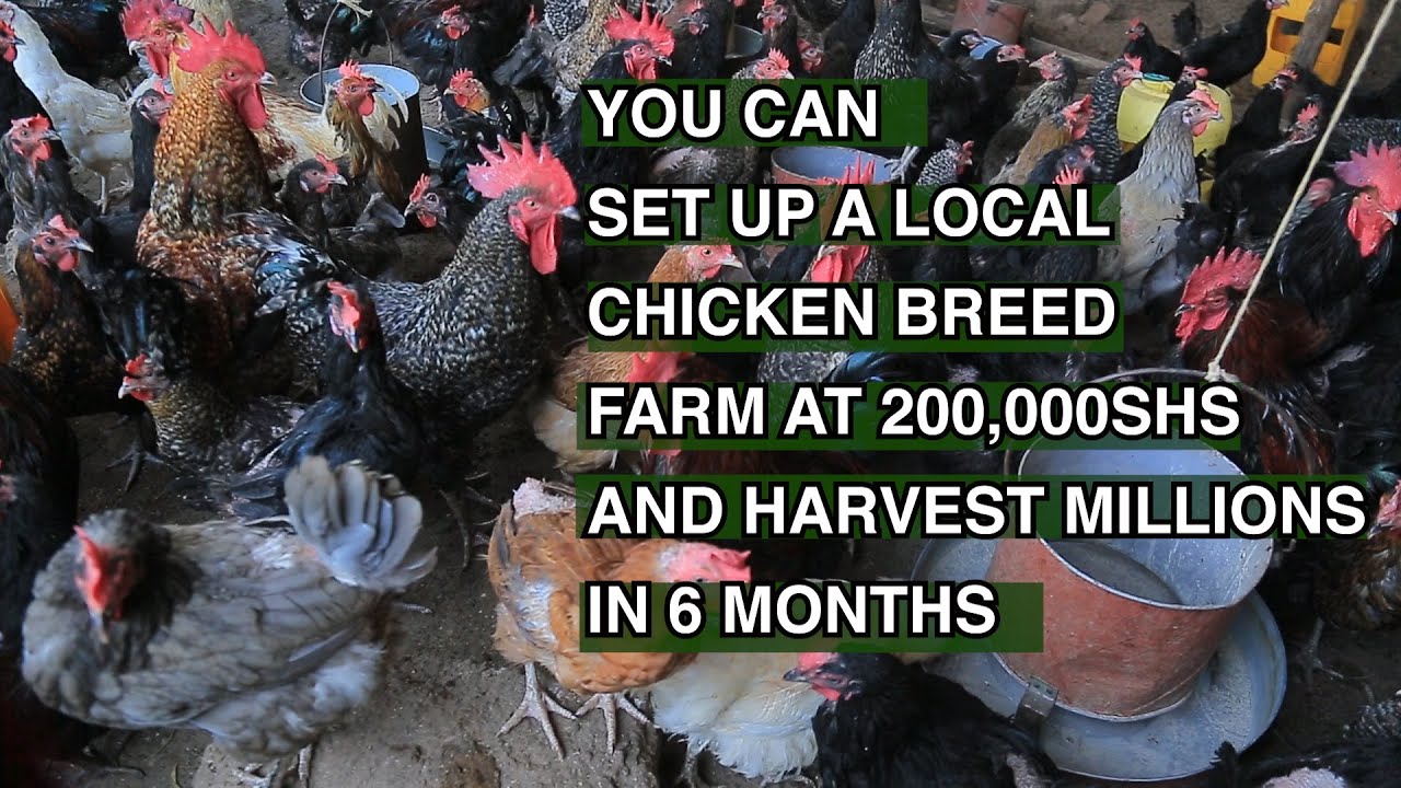 YOU CAN SET UP LOCAL CHICKEN FARM AT 200,000 UG SHS (50$) AND GET ...