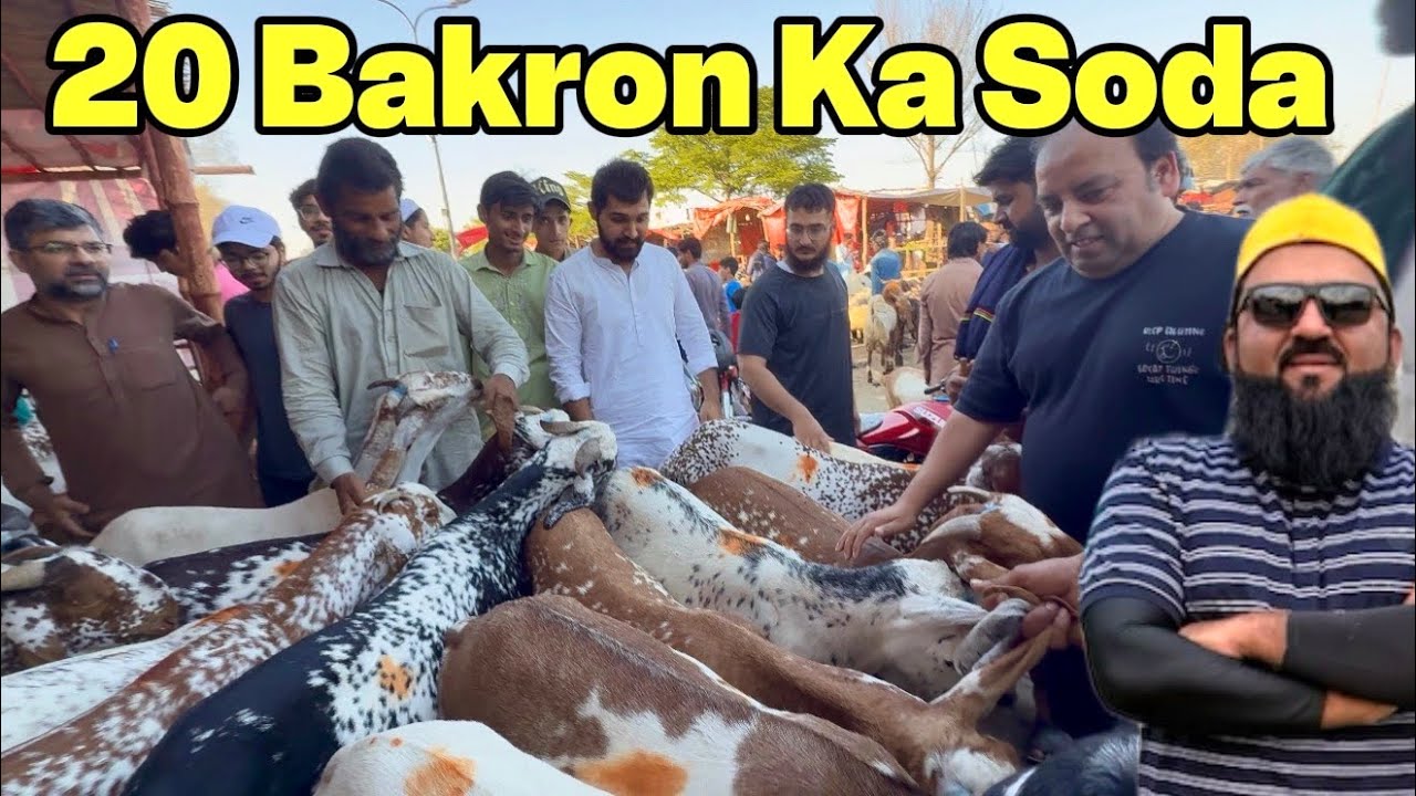 20 Bakron Ka Live Soda | Qurbani 2026 | Makhi Cheene Bakre | Lahori ...
