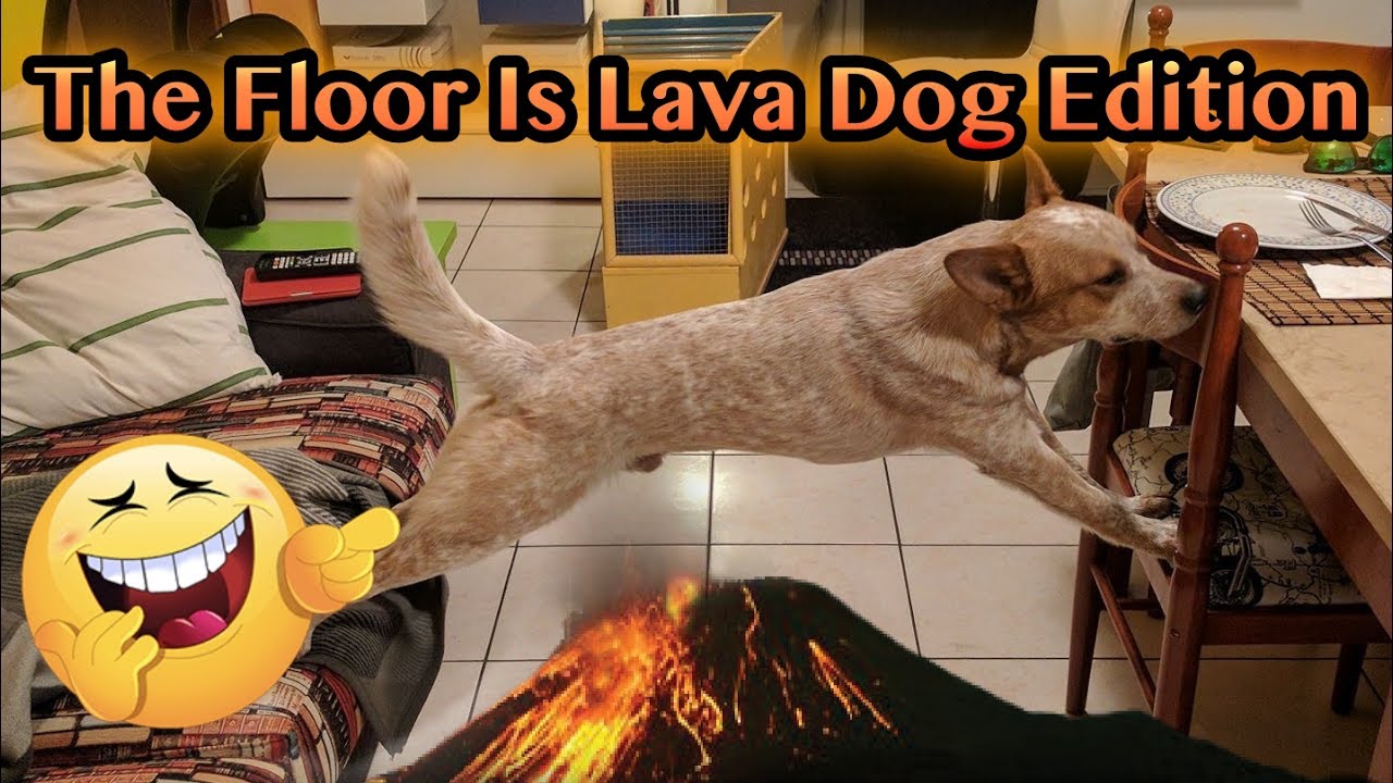 Dog Edition The Floor is Lava Challange compilation - YouTube
