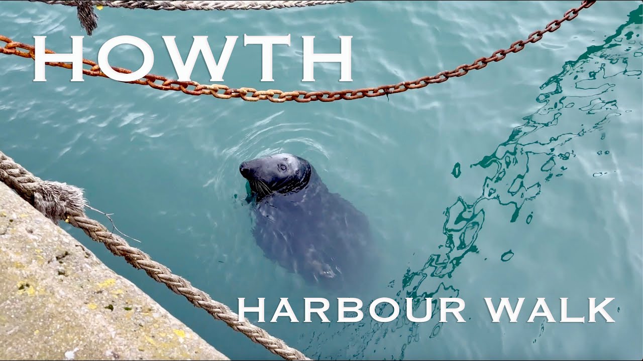 Best place to meet seals in Dublin, Howth - YouTube