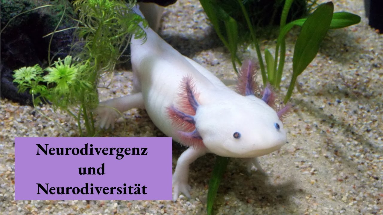 Neurodivergenz und Neurodiversität - was bedeutet das? - YouTube