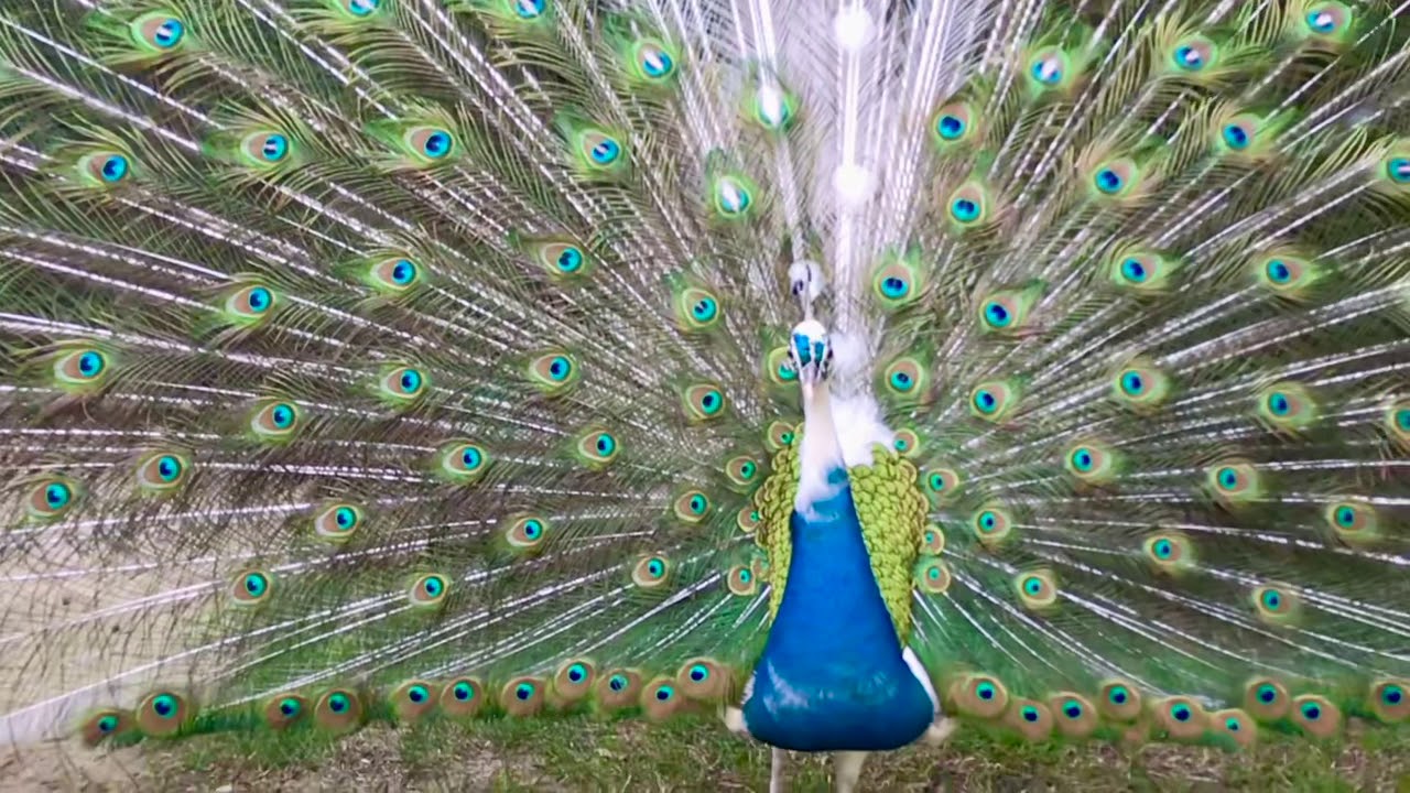 Pallua🦚 - YouTube