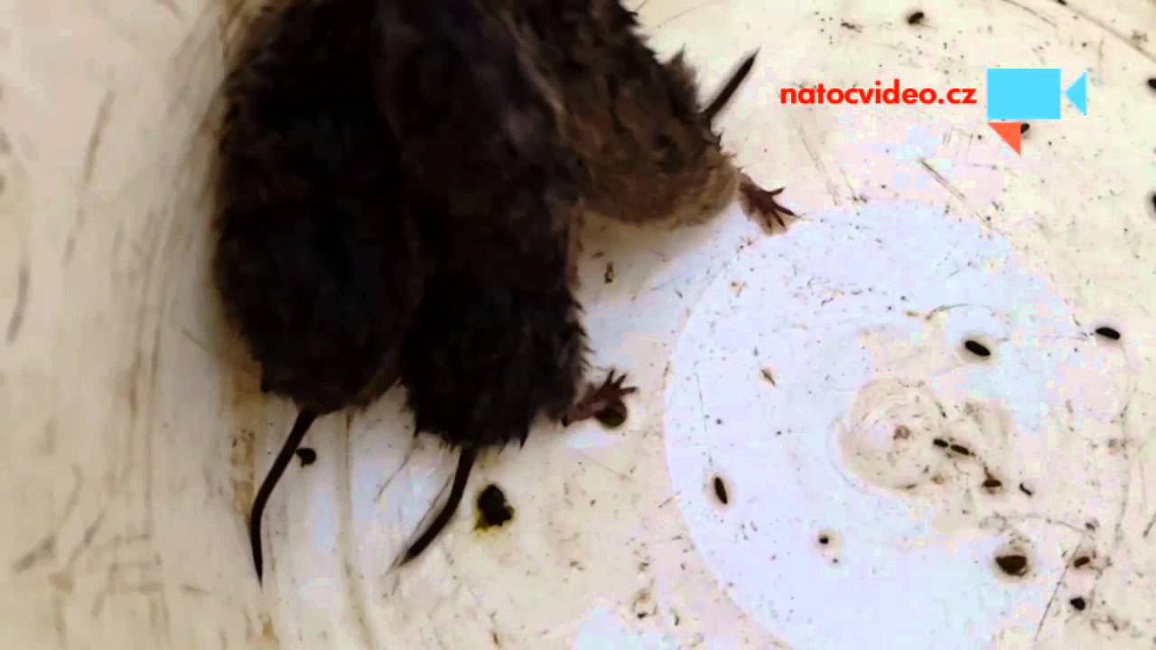 Screaming Mouse - YouTube