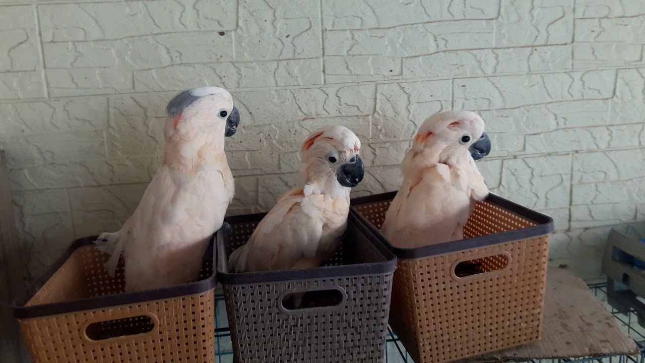 Moluccan cockatoo chicks/ranjith - YouTube